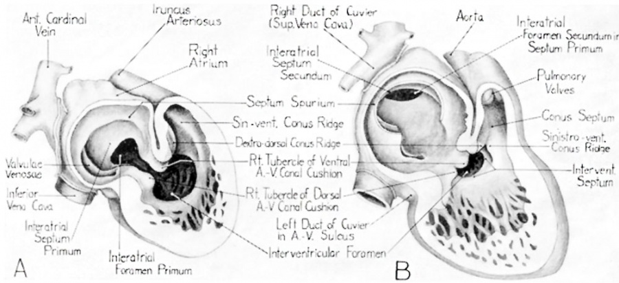 Paper - The partitioning of the truncus and conus and the formation of ...