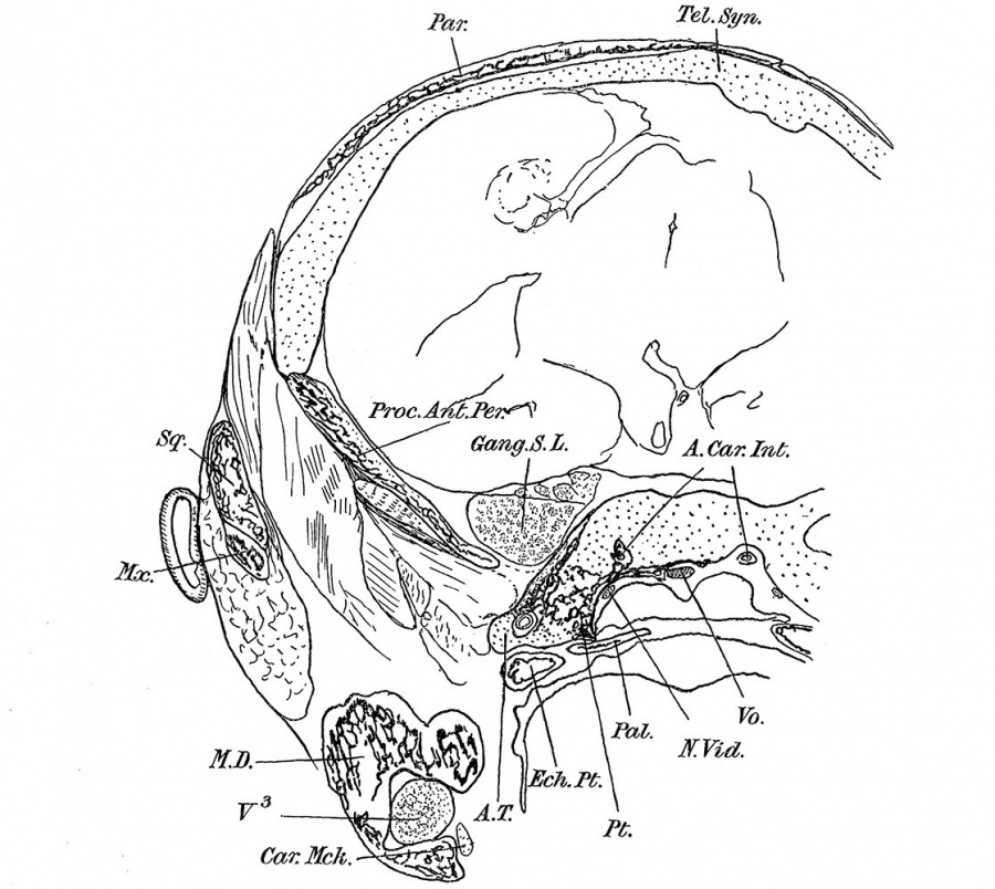 Paper - The Monotreme Skull - A Contribution to Mammalian Morphogenesis ...