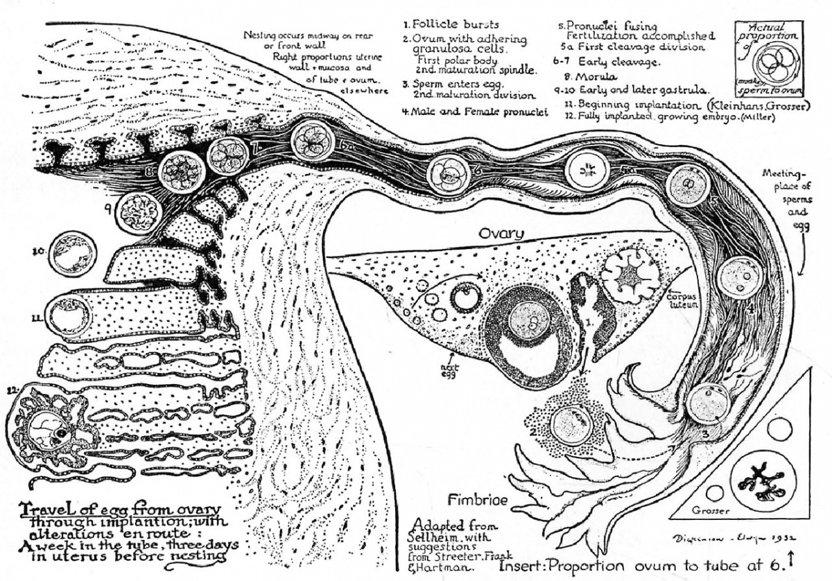 Book - Physiology of the Fetus 1 - Embryology