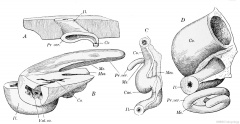 Harvard Collection - Embryology