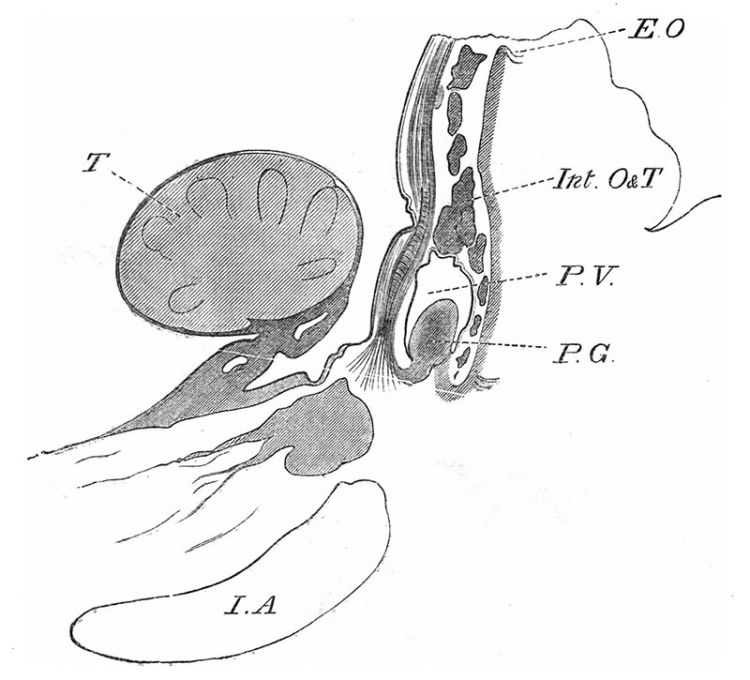 Paper - Development and transition of the testis, normal and abnormal 4 ...