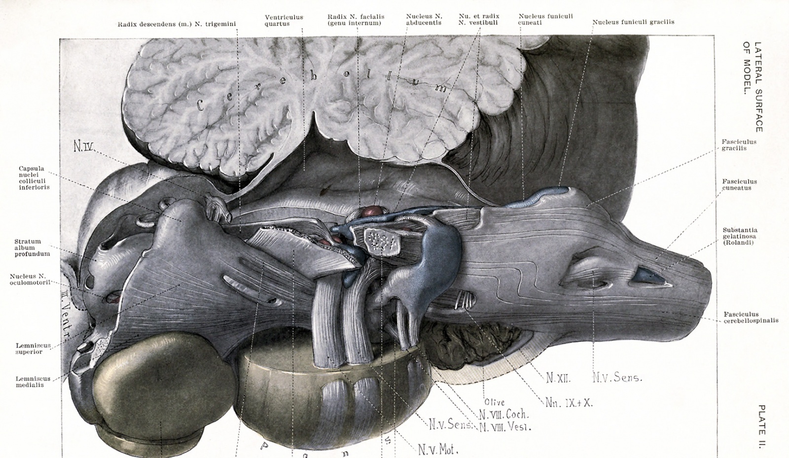Book - An Atlas of the Medulla and Midbrain - Figures - Embryology