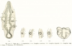 Book - Normal plates of the development of the human embryo (1908 ...