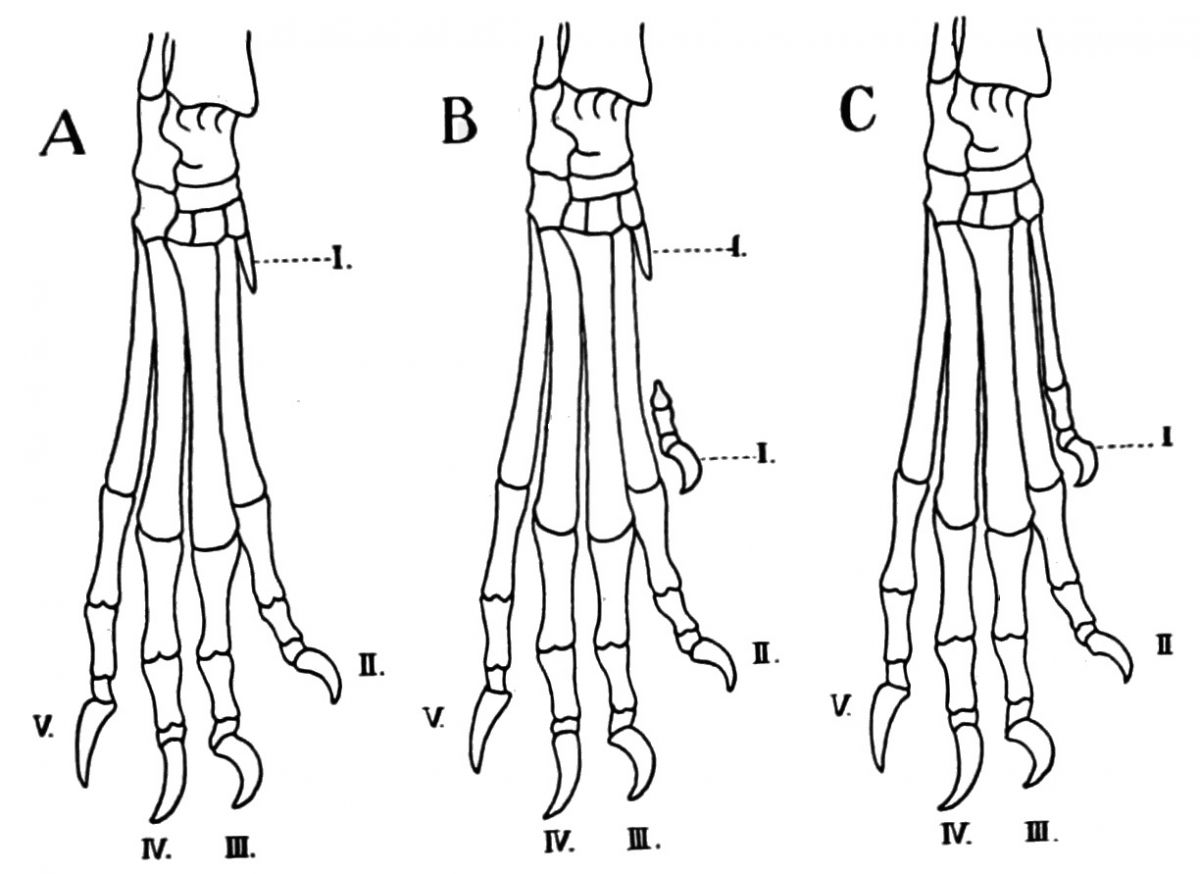 Paper - Extra digits and digital reductions - Embryology