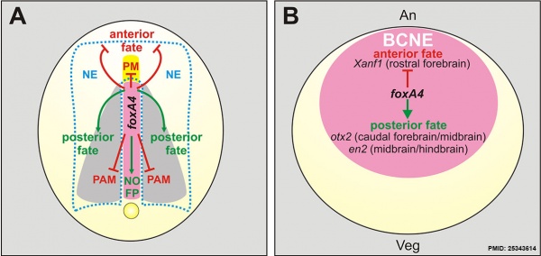 Notochord - Embryology