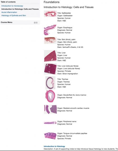 Foundations - Histology Cells and Tissues - Embryology