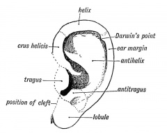 Hearing - Outer Ear Development - Embryology