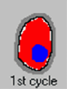 Category:Animation - Embryology