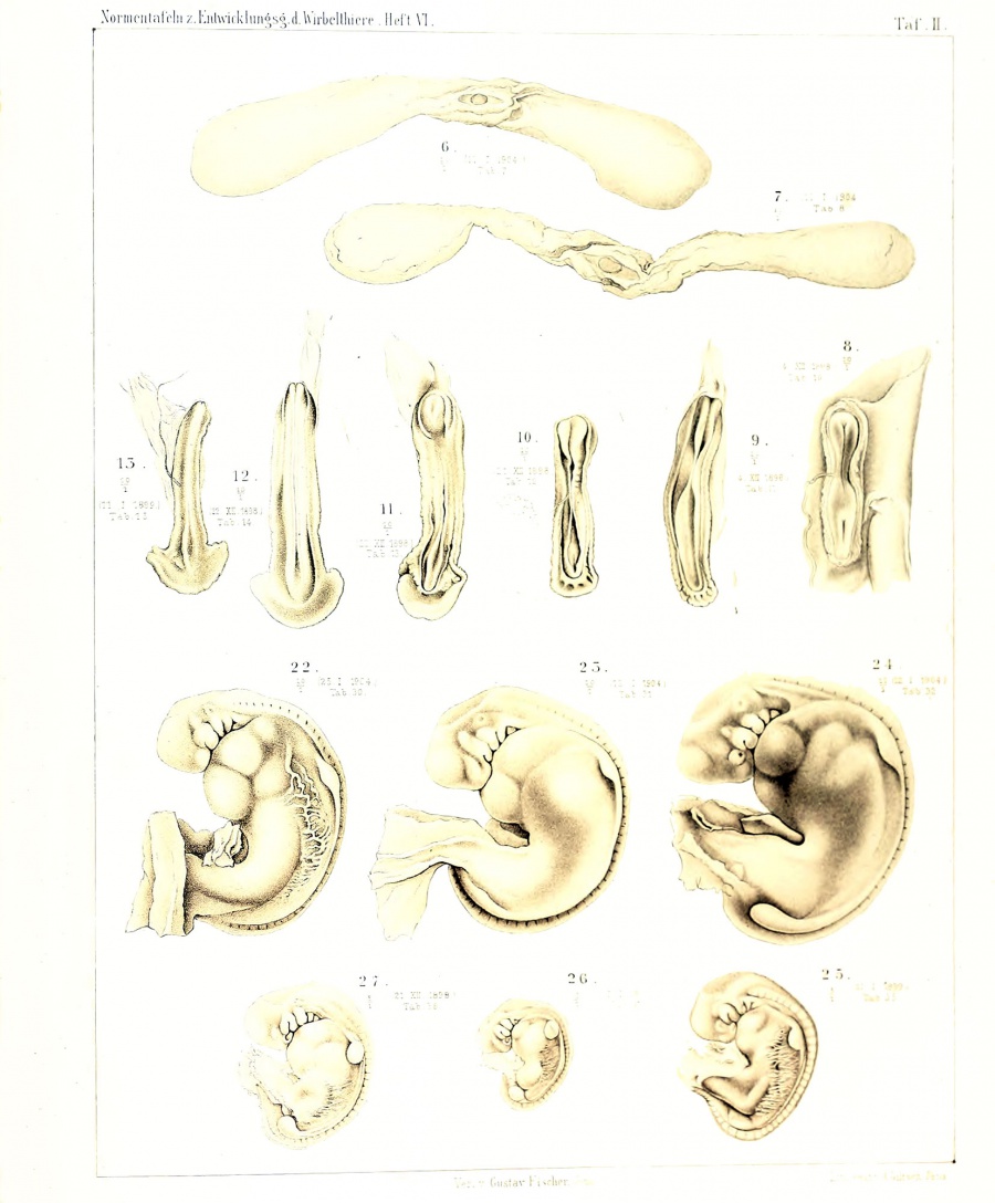 Deer Development - Embryology