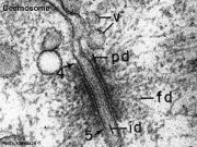 Developmental Mechanisms - Embryology