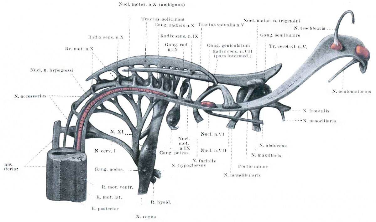 Paper - The Peripheral Nervous System in the Human Embryo at the End of ...