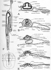 Book - The Early Embryology of the Chick - Figures - Embryology