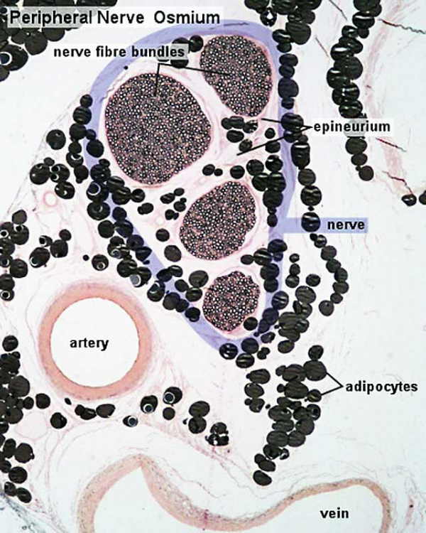ANAT2511 Basic Tissues - Embryology