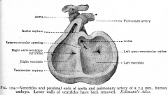 Embryology History - Julius Kollmann - Embryology