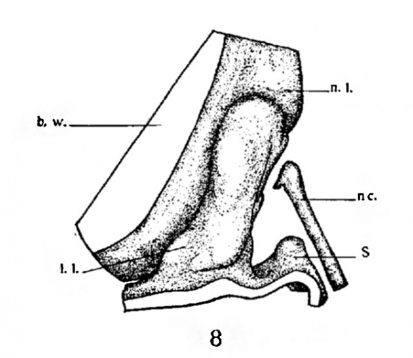 Paper - The development of the hypophysis cerebri of the rabbit ...
