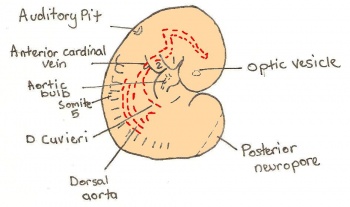 Template:Insert timeline - Embryology