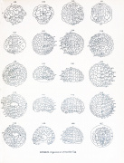Paper - The Organization and Cell-Lineage of the Ascidian Egg - Embryology