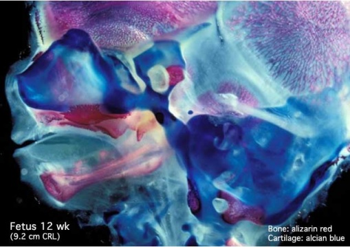 Musculoskeletal System - Cartilage Development - Embryology