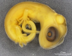 Lizard Development - Embryology
