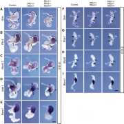 Category:Mouse E10.5 - Embryology