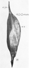 Category:Placode - Embryology