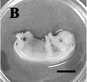 Dog Development - Embryology