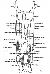 Cardiovascular - Venous Development - Embryology