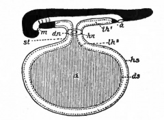 Category:Coelomic Cavity - Embryology