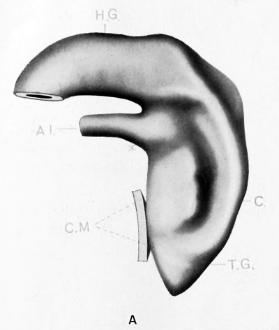 Paper - The development of the cloaca in human embryos - Embryology