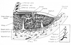 Monkey Development - Embryology