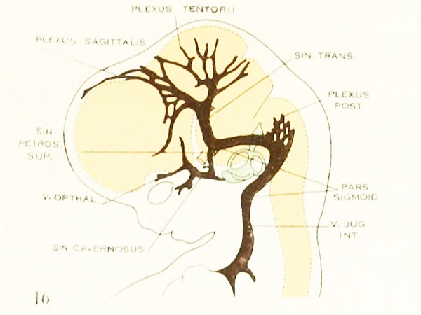 Neural - Vascular Development - Embryology