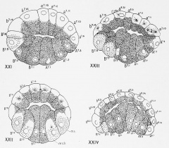 Paper - The Organization and Cell-Lineage of the Ascidian Egg - Embryology