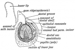 Integumentary System - Tooth Development - Embryology
