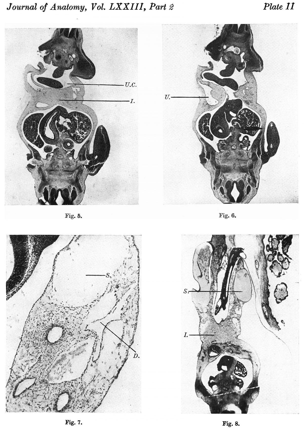 Paper - The formation of the umbilical cord and the umbilical region of ...