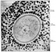 Zona pellucida - Embryology