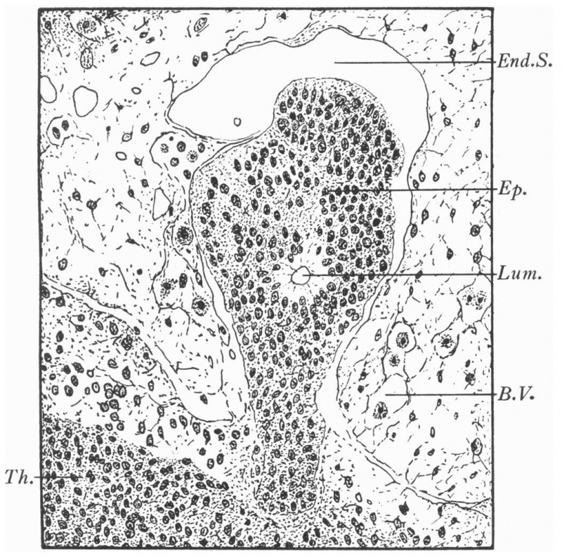 Paper - Development and histogenesis of the human pineal organ - Embryology