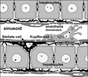 Category:Liver - Embryology