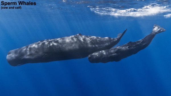 Whale Development - Embryology