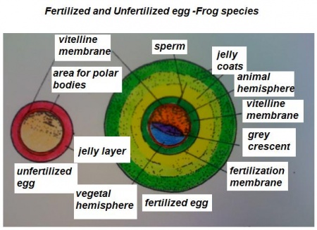 2009 Group Project 5 - Embryology