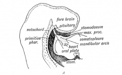 Notochord - Embryology