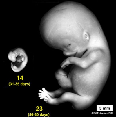 Embryonic Development - Embryology