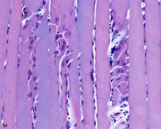 ANAT2241 Muscle Tissue - Embryology