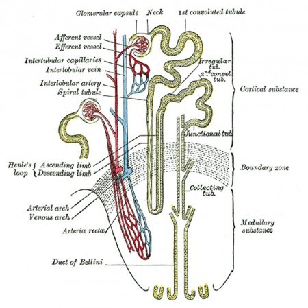 Renal System Development - Embryology