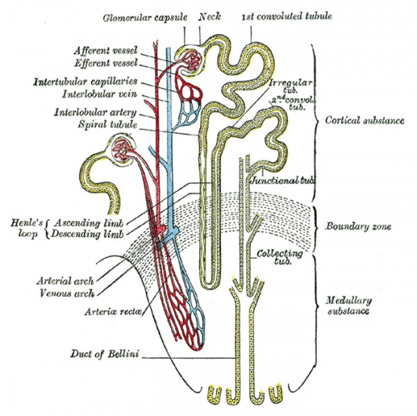 Renal System Development - Embryology