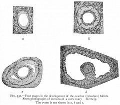 Cat Development - Embryology