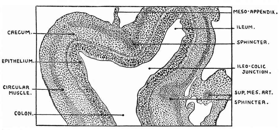 Paper - The early stages of the development of the ileo-colic sphincter ...