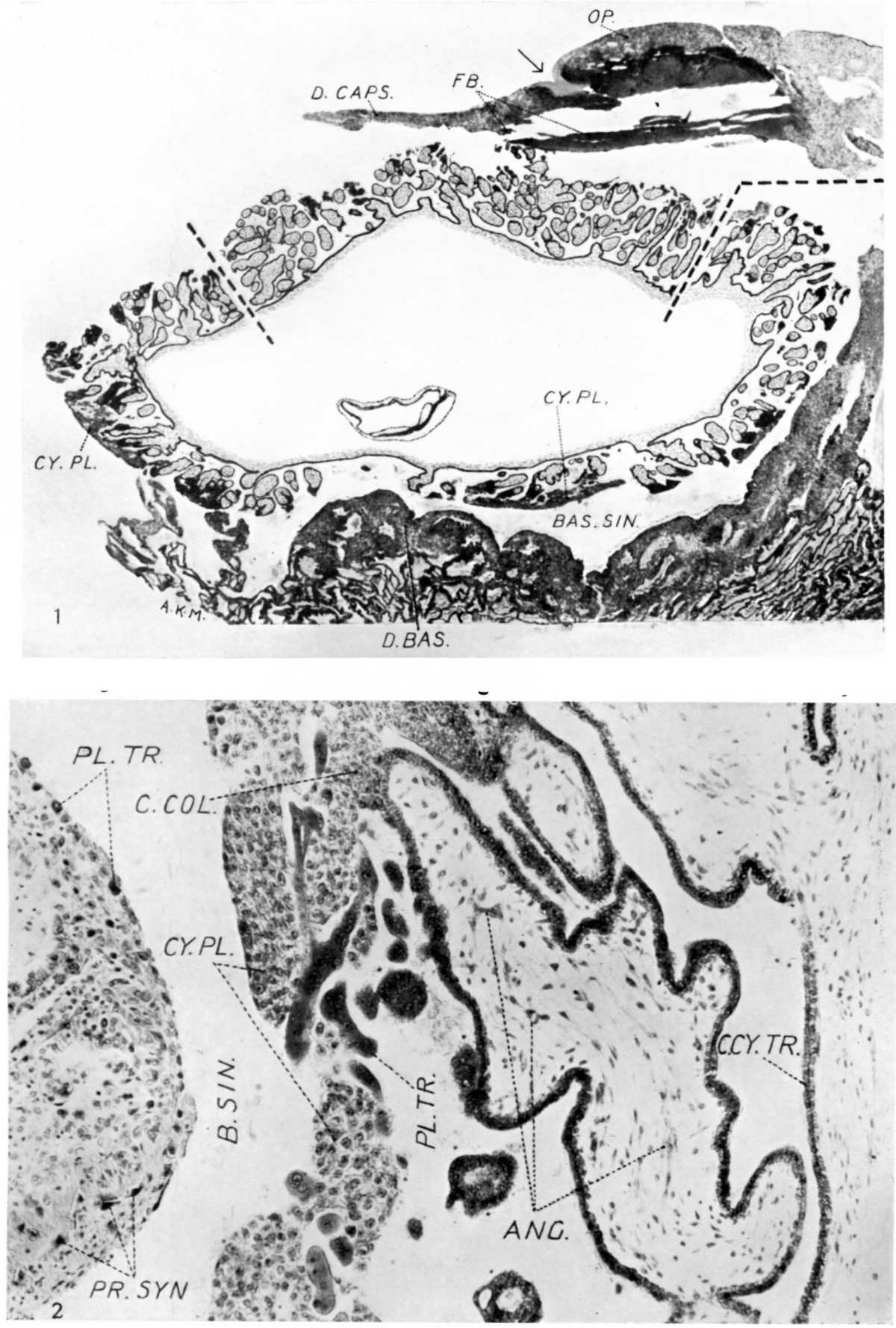 Paper - A presomite human embryo (Shaw) - the implantation (1942 ...