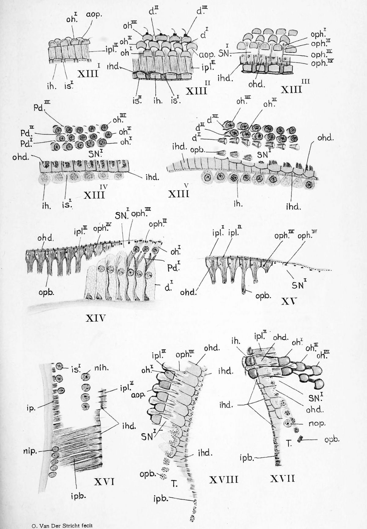 Paper - The development of the pillar cells, tunnel space, and Nuel's ...