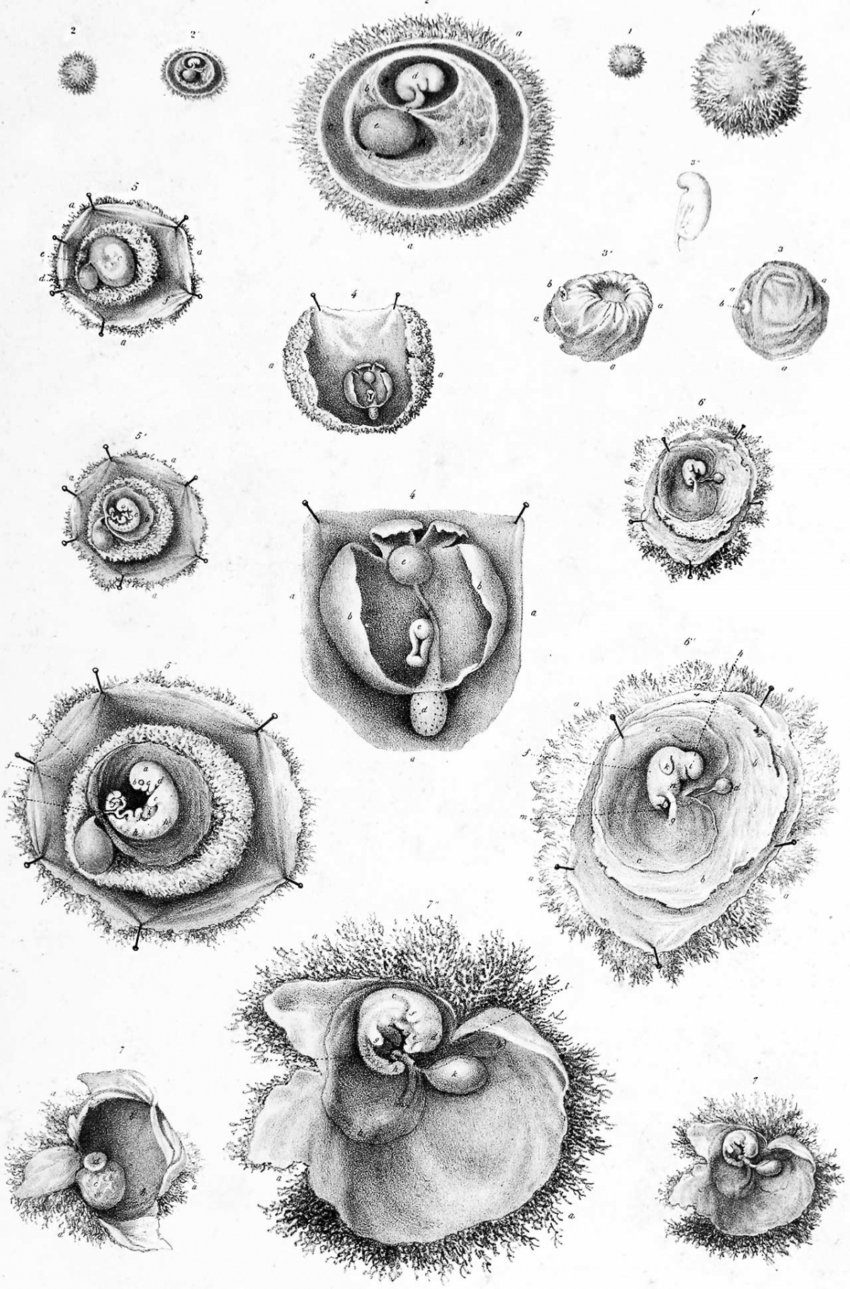 Book - Human Embryology - 1833 - Embryology