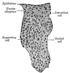 Embryology Of Female External Genitalia Vulva Diagram